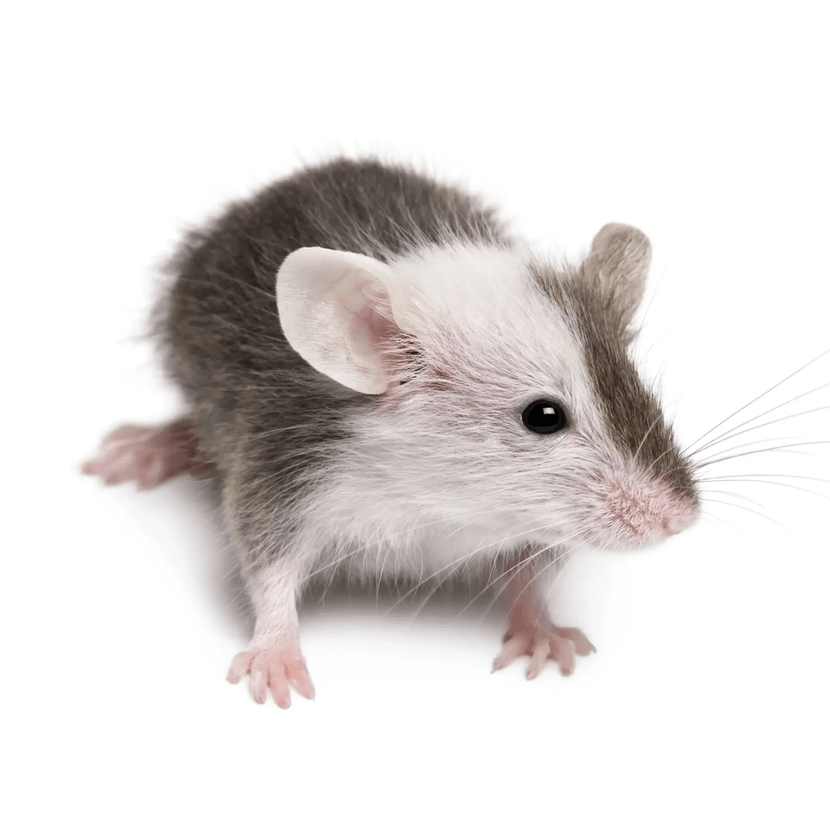 PLT Rodents Frozen Mice Medium x10 – Animal Station Ltd