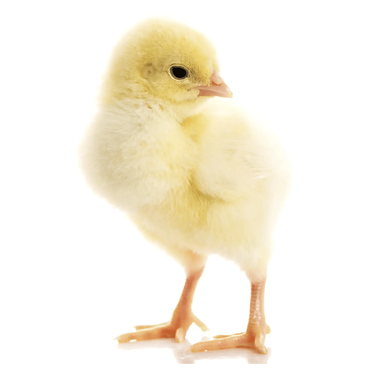 PLT Rodents Frozen Chicks x10 – Animal Station Ltd